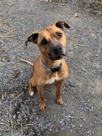 Adopt – Humane Society of Morgan County, West Virginia