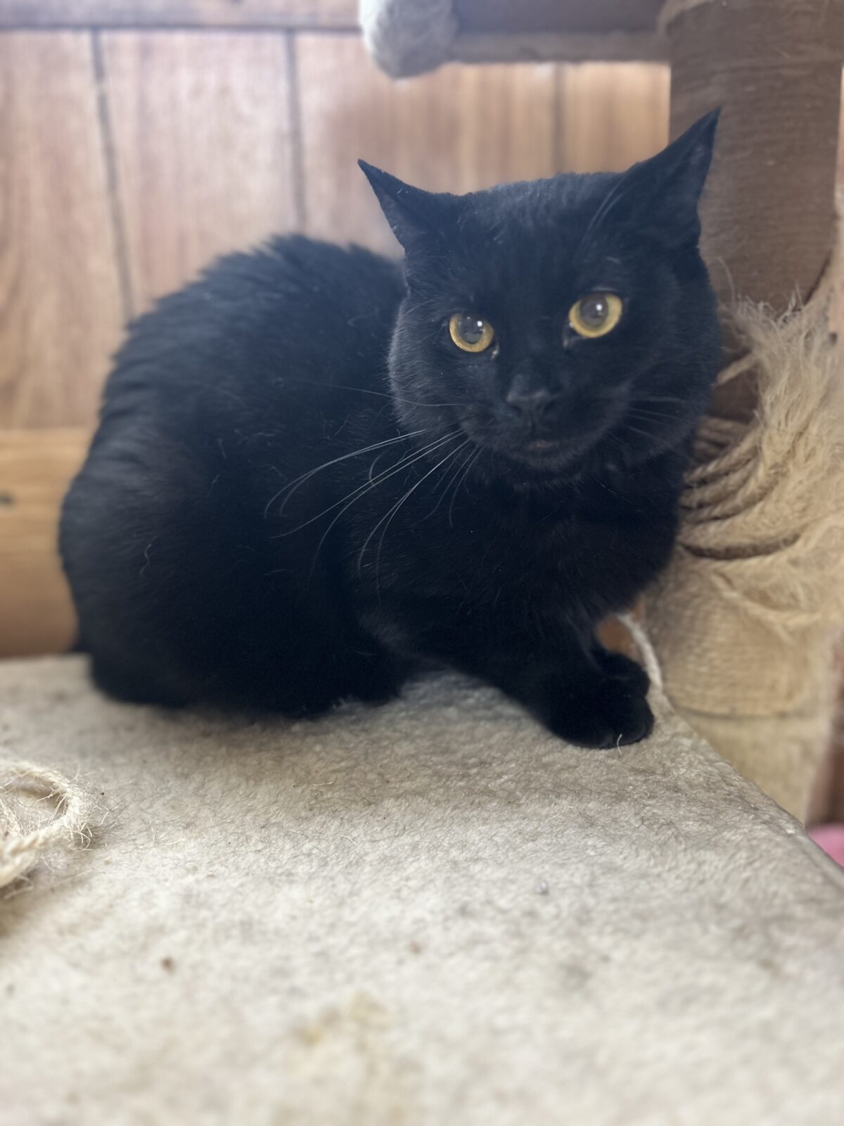 Adopt – Humane Society of Morgan County, West Virginia