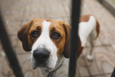 Humane Society of Morgan County, West Virginia – A volunteer-run, no ...