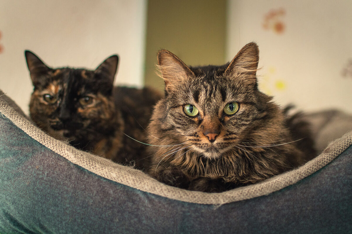 Humane Society of Morgan County, West Virginia – A volunteer-run, no ...