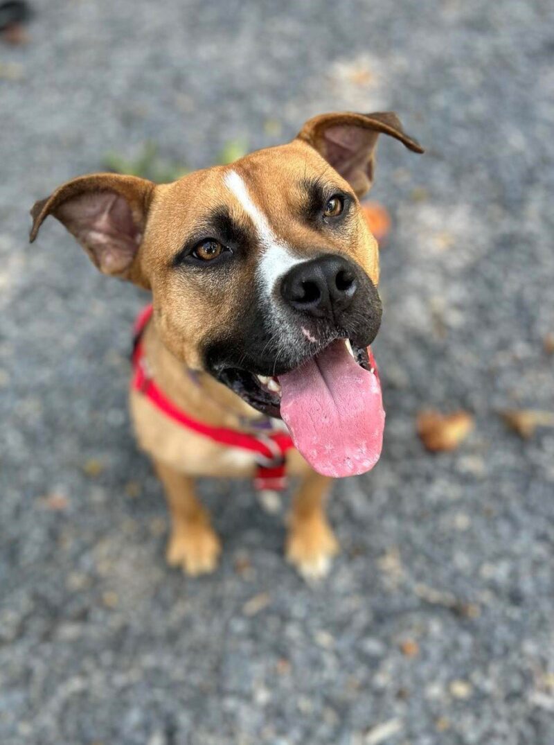 Adopt – Humane Society of Morgan County, West Virginia