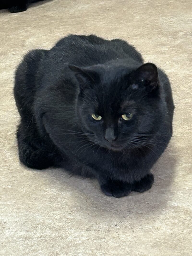 Adopt – Humane Society of Morgan County, West Virginia