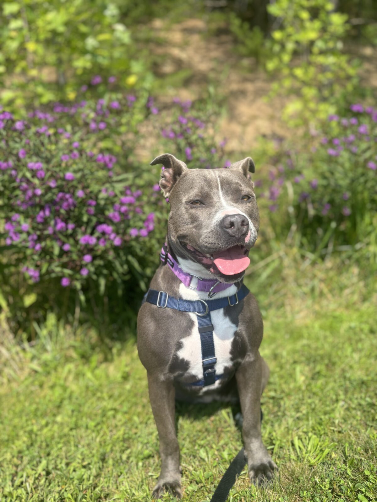 Adopt – Humane Society of Morgan County, West Virginia