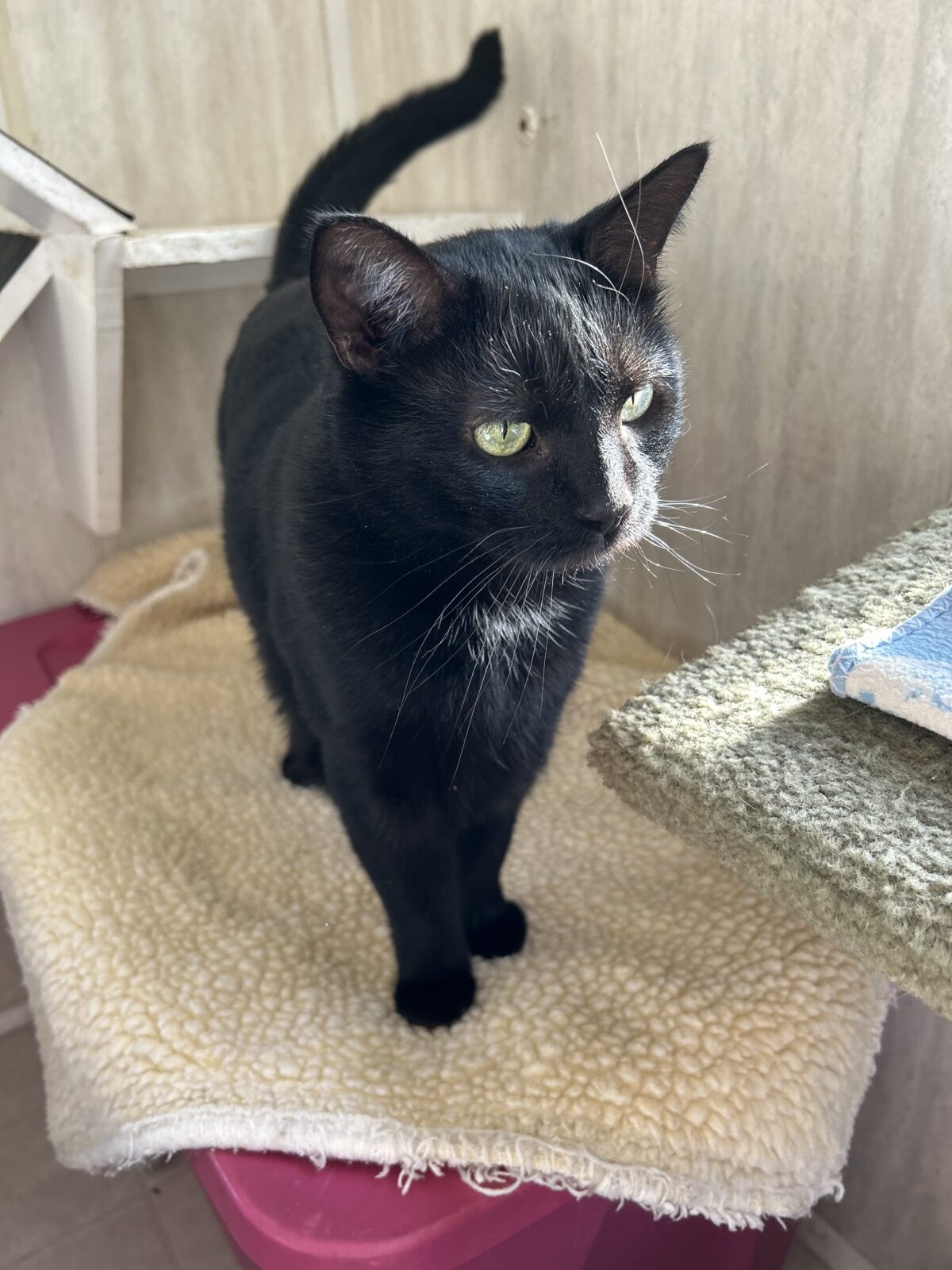 Adopt – Humane Society of Morgan County, West Virginia