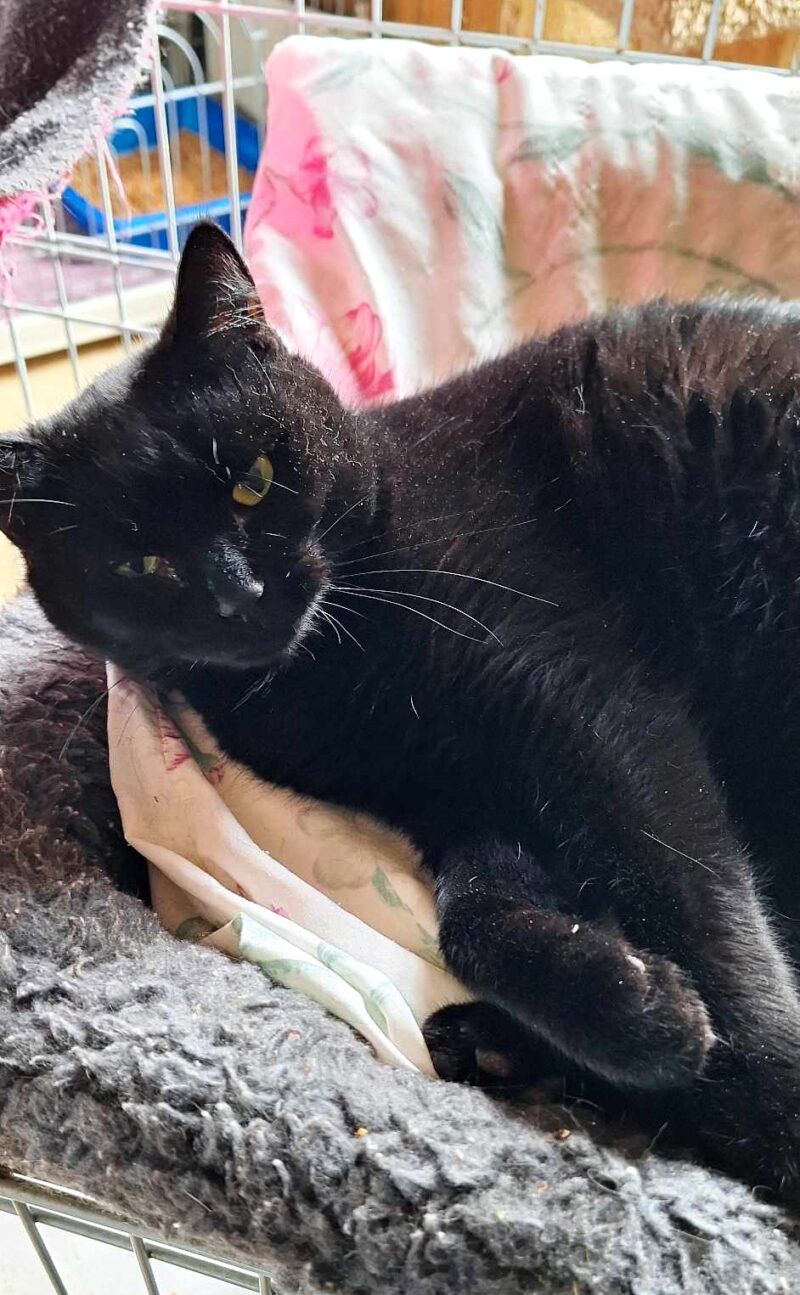 Adopt – Humane Society of Morgan County, West Virginia