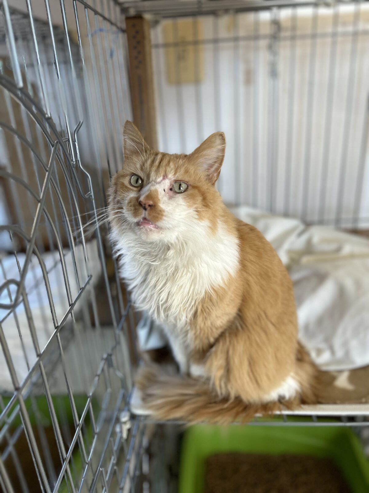 Adopt – Humane Society of Morgan County, West Virginia