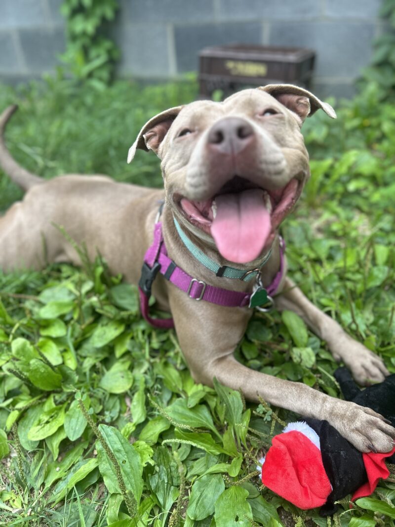 Adopt – Humane Society of Morgan County, West Virginia