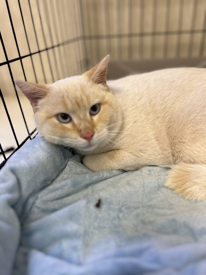 Adopt – Humane Society of Morgan County, West Virginia