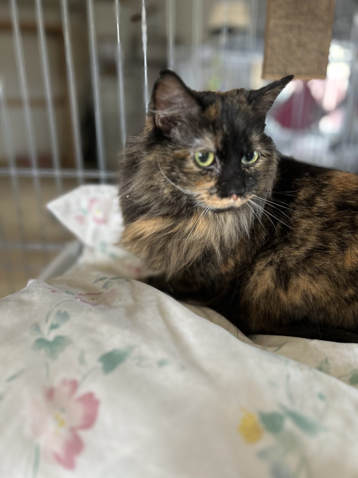 Adopt – Humane Society of Morgan County, West Virginia
