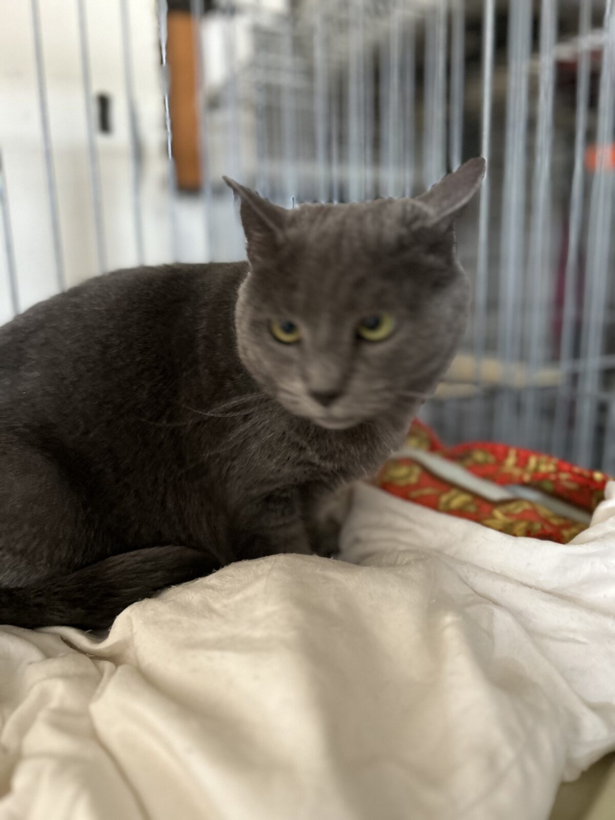 Adopt – Humane Society of Morgan County, West Virginia