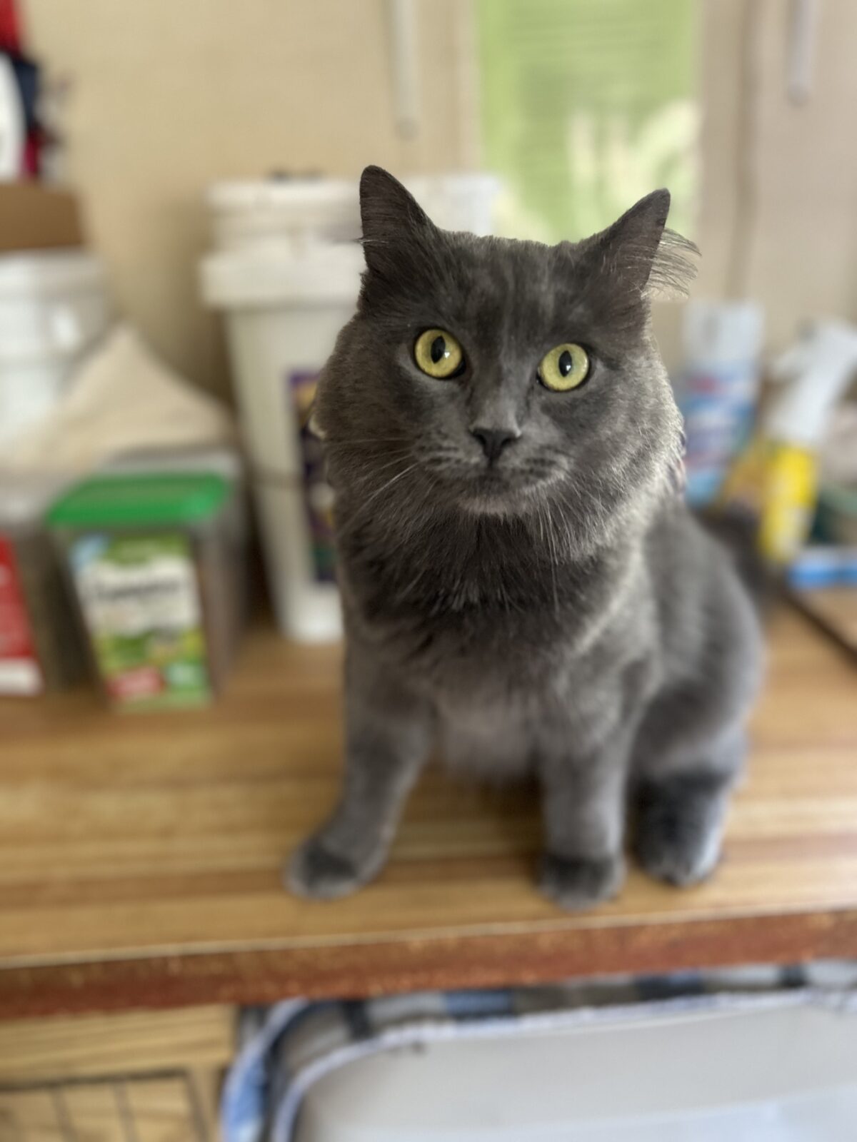 Adopt – Humane Society of Morgan County, West Virginia