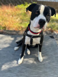 Adopt – Humane Society of Morgan County, West Virginia