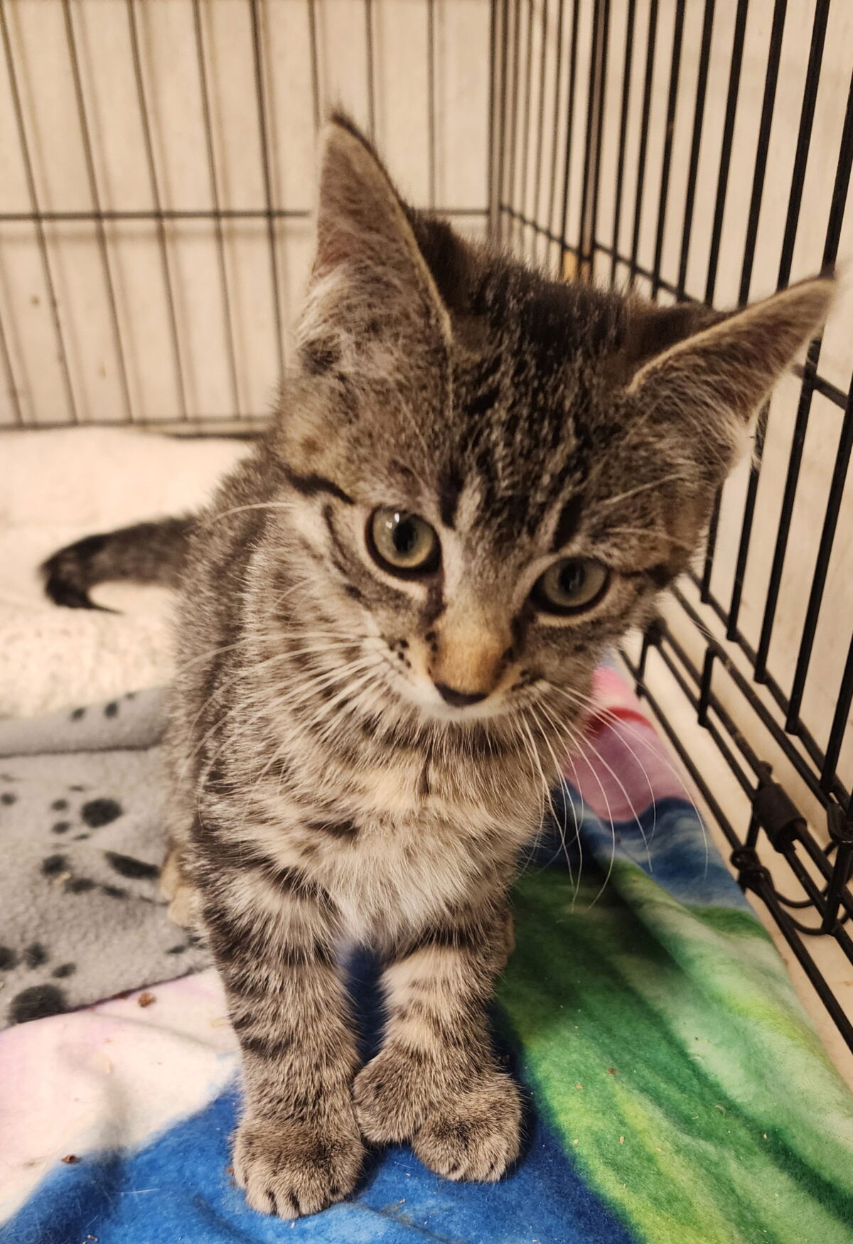 Adopt – Humane Society of Morgan County, West Virginia